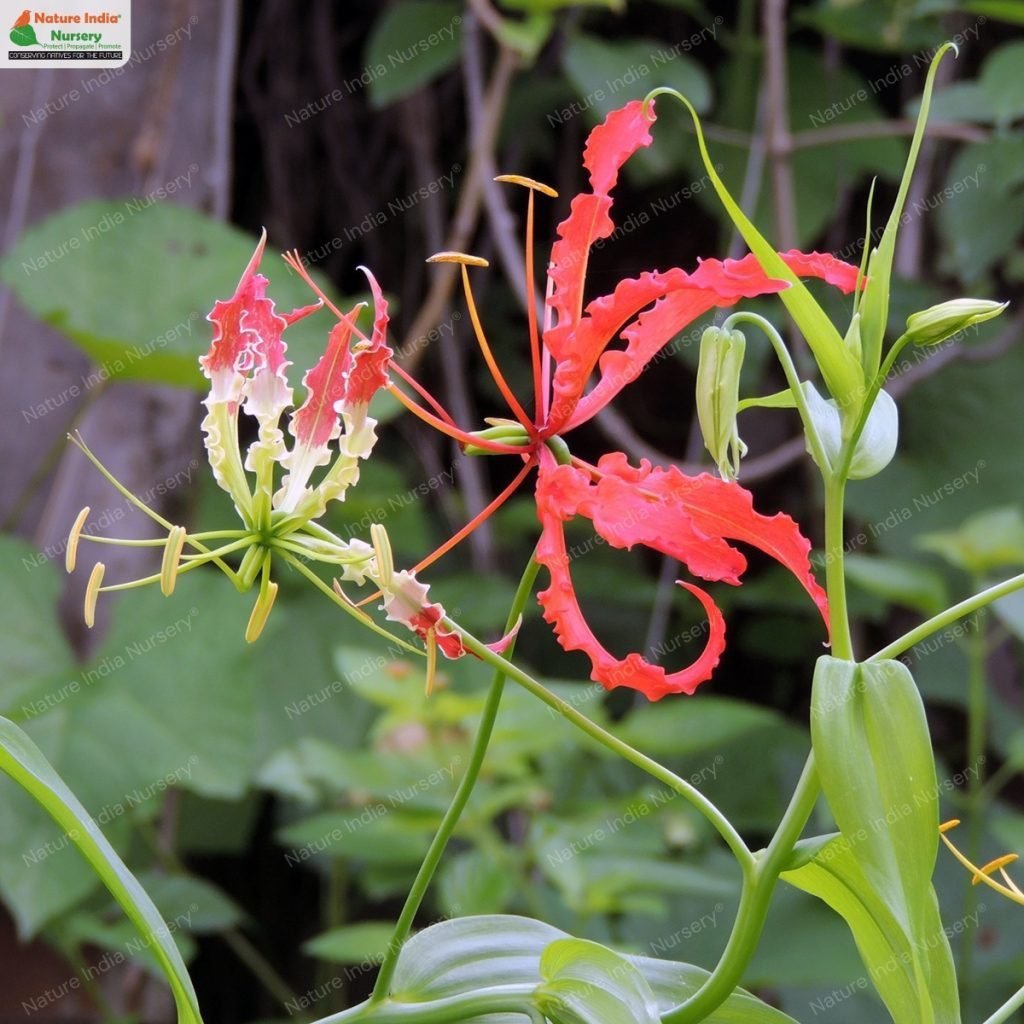 Buy Gloriosa superba Plant in Bulk Online - Nature India Nursery