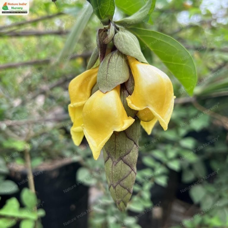 Buy Gmelina philippensis Plant in Bulk Online - Nature India Nursery