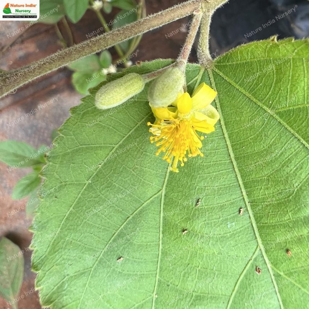 Buy Grewia asiatica Plant in Bulk Online - Nature India Nursery