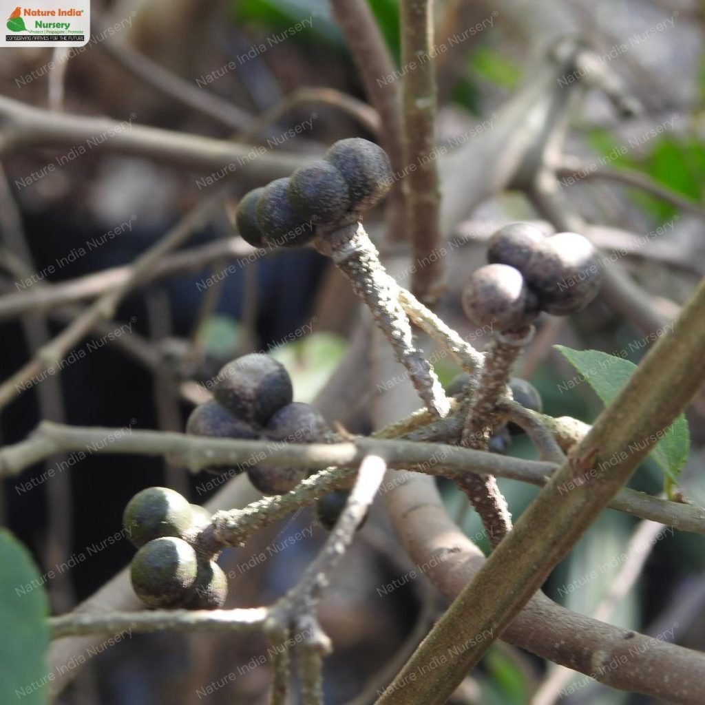 Buy Grewia optiva Plant in Bulk Online - Nature India Nursery