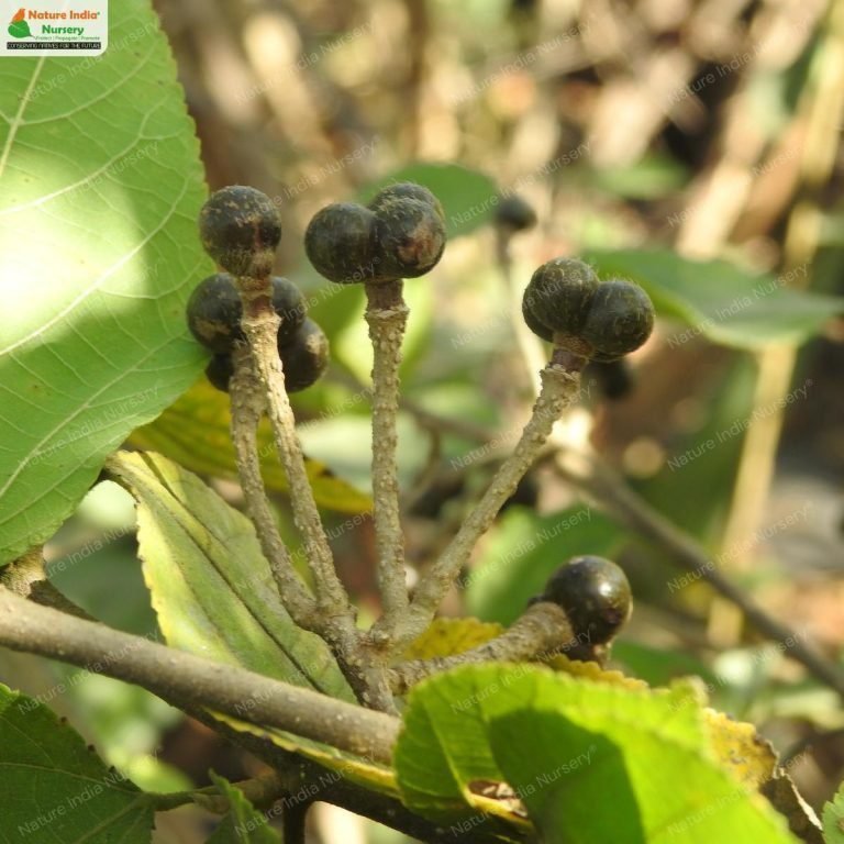 Buy Grewia optiva Plant in Bulk Online - Nature India Nursery