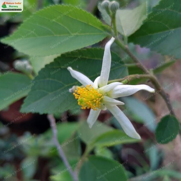 Buy Grewia optiva Plant in Bulk Online - Nature India Nursery