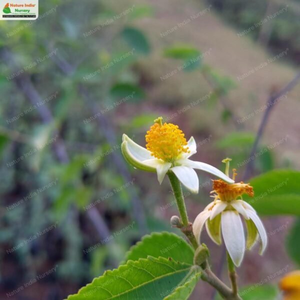 Buy Grewia optiva Plant in Bulk Online - Nature India Nursery