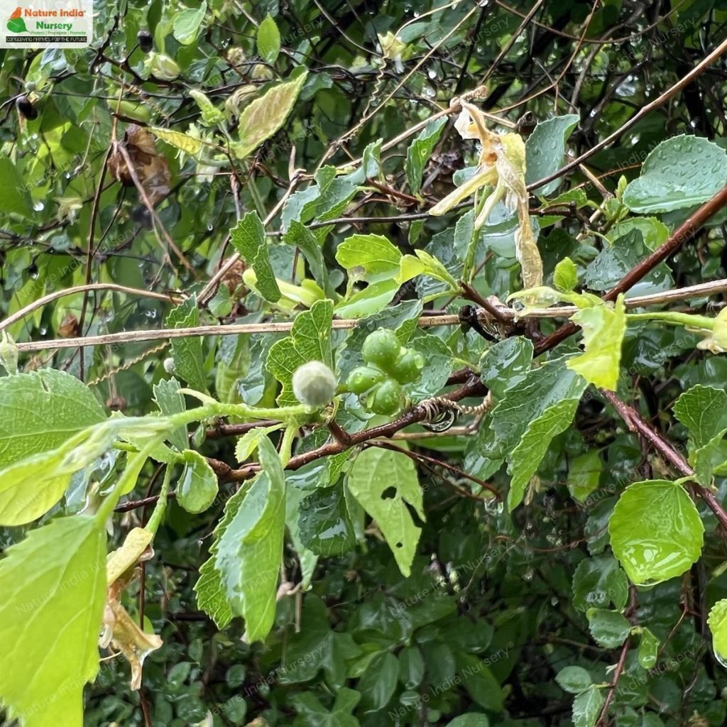 Buy Grewia tenax Plant in Bulk Online - Nature India Nursery