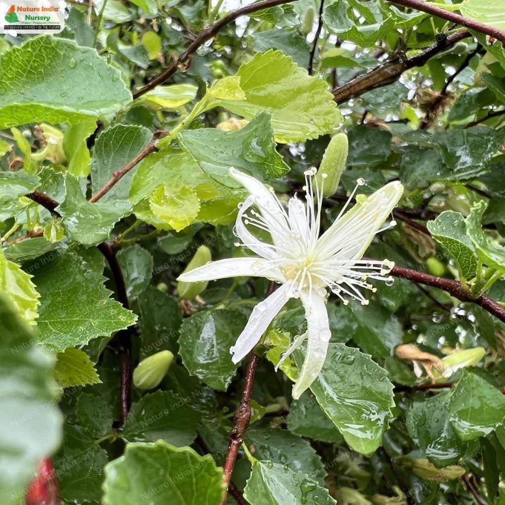 Buy Grewia tenax Plant in Bulk Online - Nature India Nursery