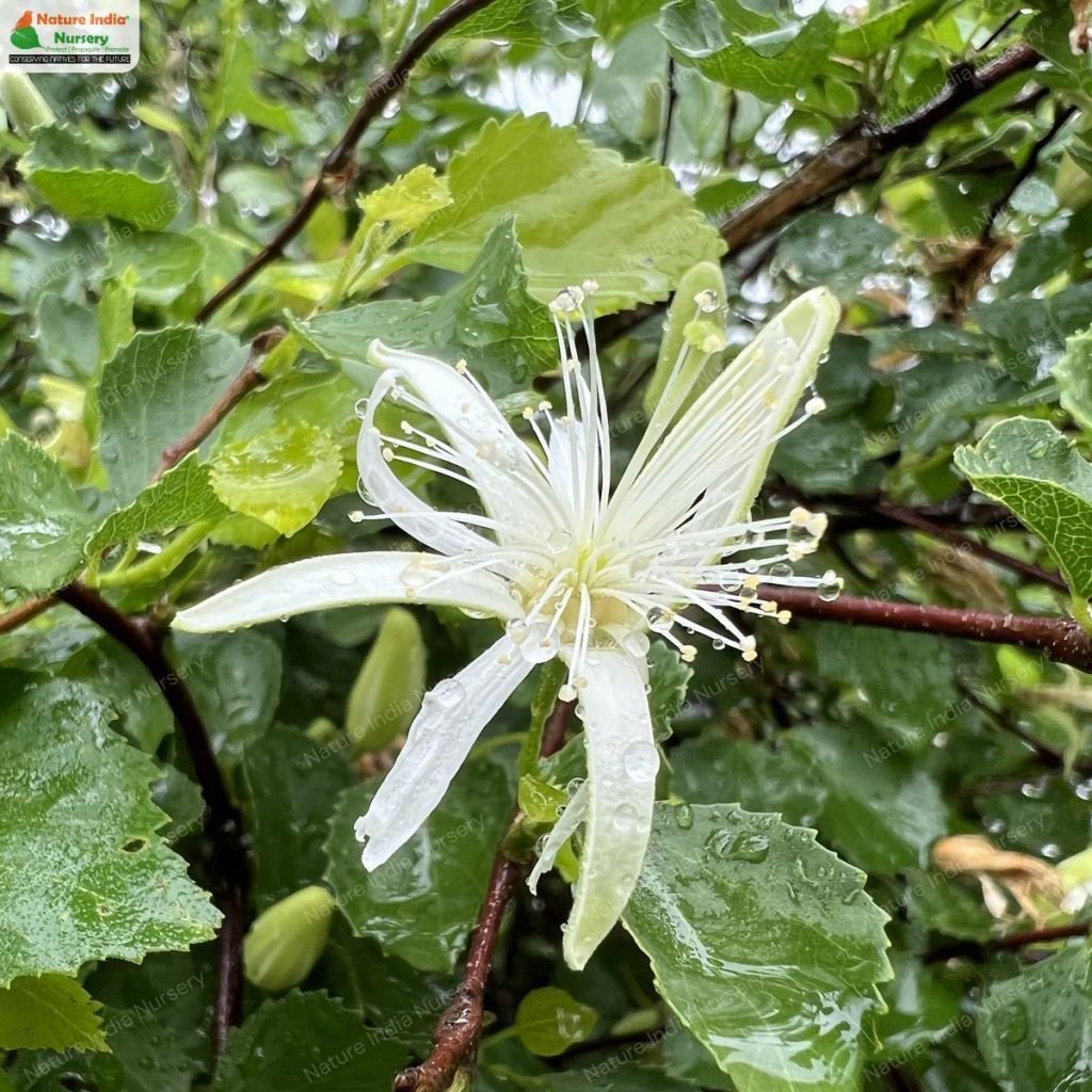 Buy Grewia tenax Plant in Bulk Online - Nature India Nursery