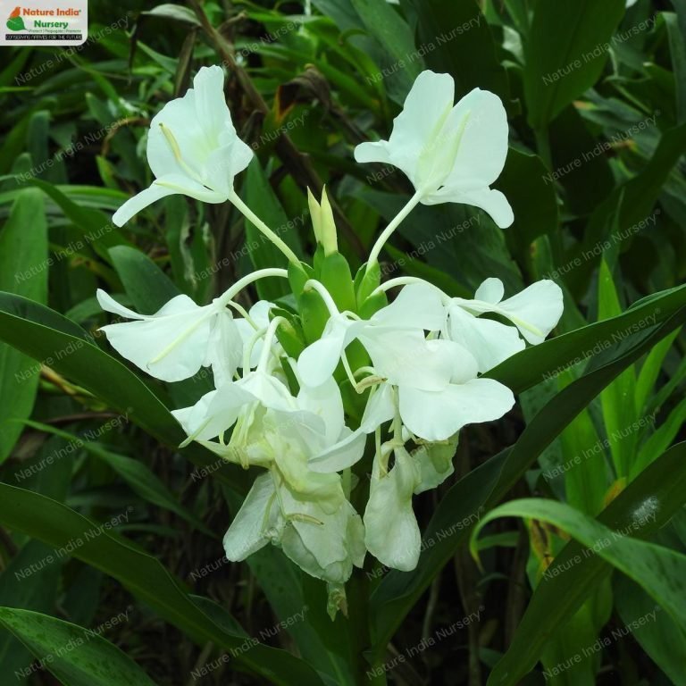 Buy Hedychium coronarium Plant in Bulk Online - Nature India Nursery