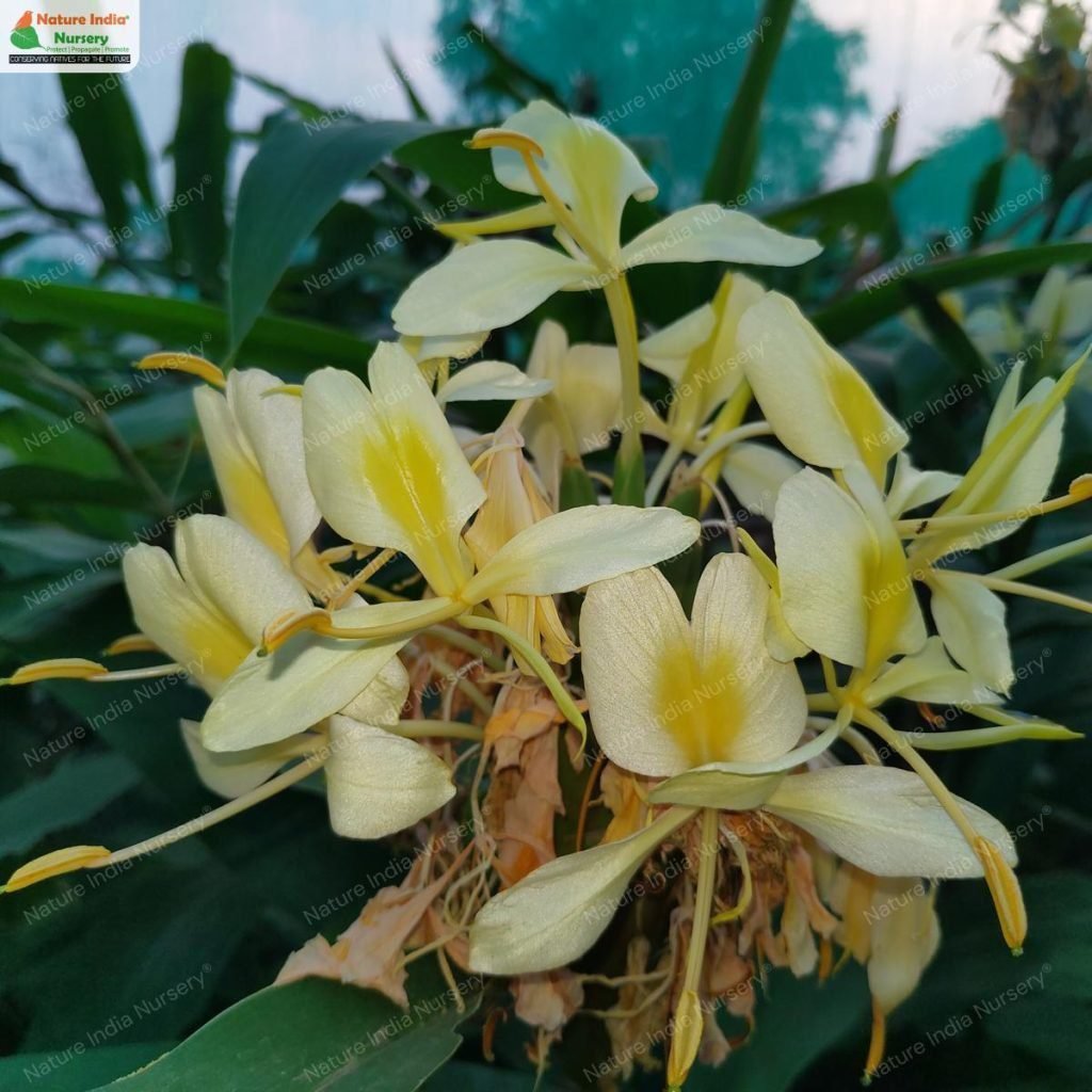 Buy Hedychium flavescens Plant in Bulk Online - Nature India Nursery