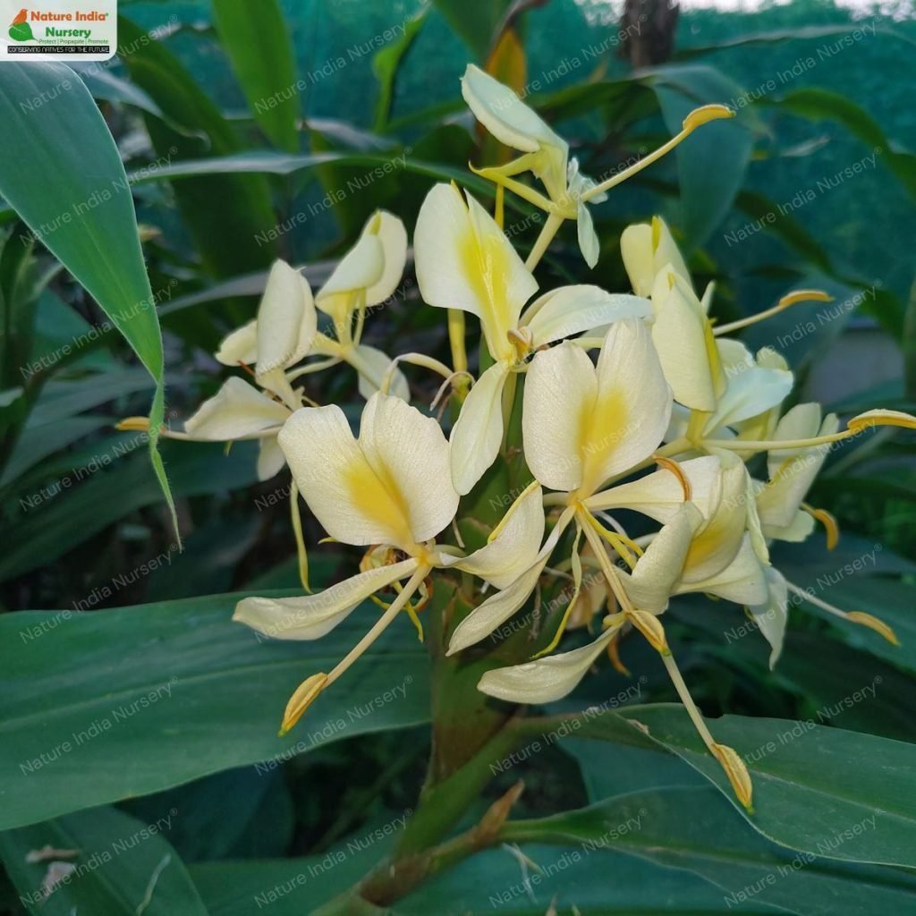 Buy Hedychium flavescens Plant in Bulk Online - Nature India Nursery