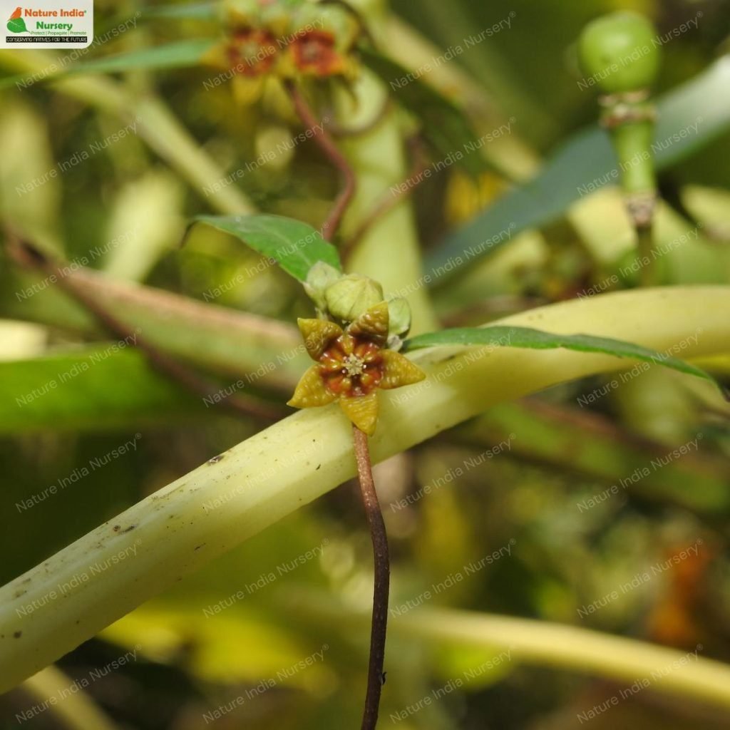 Buy Hemidesmus indicus Plant in Bulk Online - Nature India Nursery