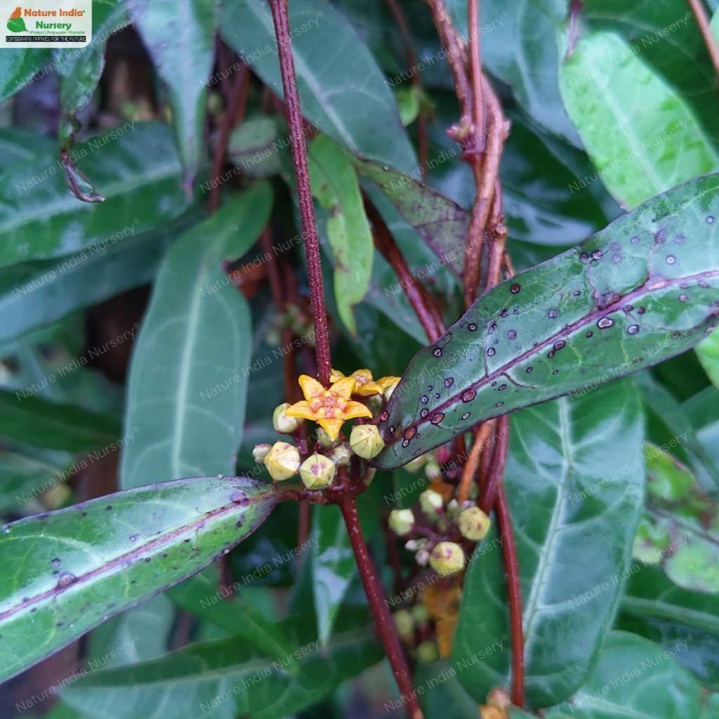 Buy Hemidesmus indicus Plant in Bulk Online - Nature India Nursery