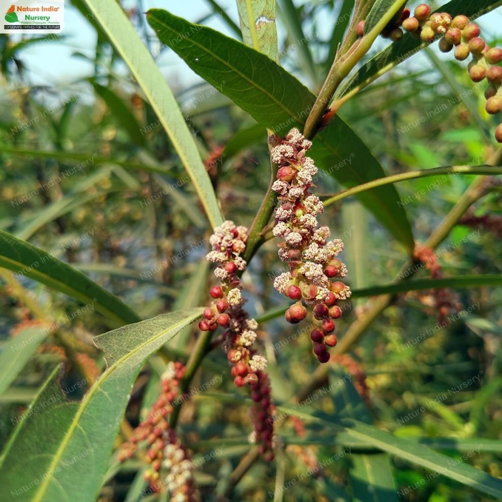 Buy Homonoia riparia Plant in Bulk Online - Nature India Nursery