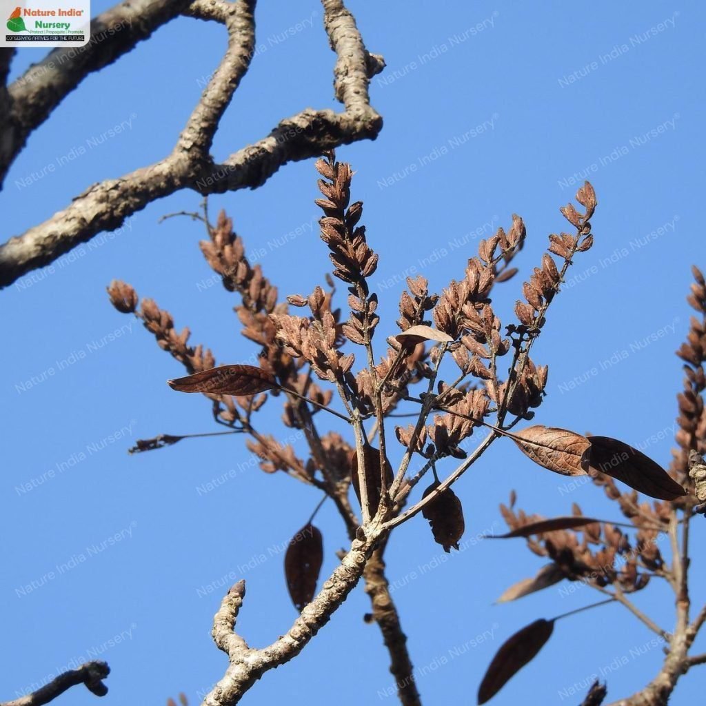 Buy Hymenodictyon obovatum Plant in Bulk Online - Nature India Nursery