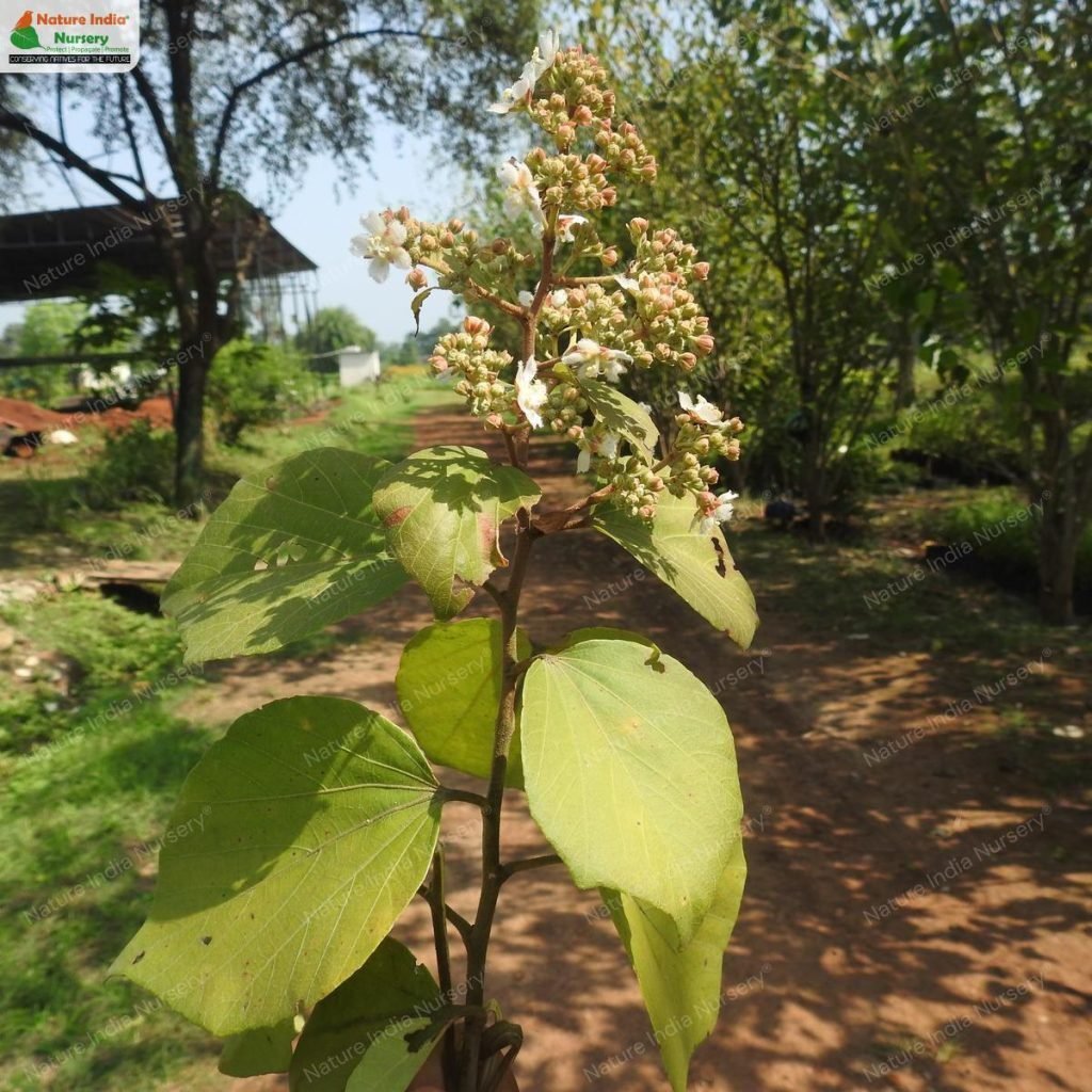Buy Kydia calycina Plant in Bulk Online - Nature India Nursery
