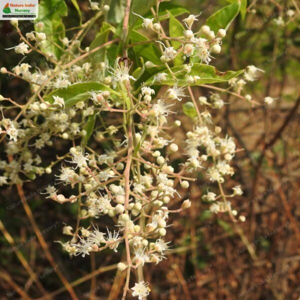 Buy Lagerstroemia microcarpa Plant in Bulk Online - Nature India Nursery
