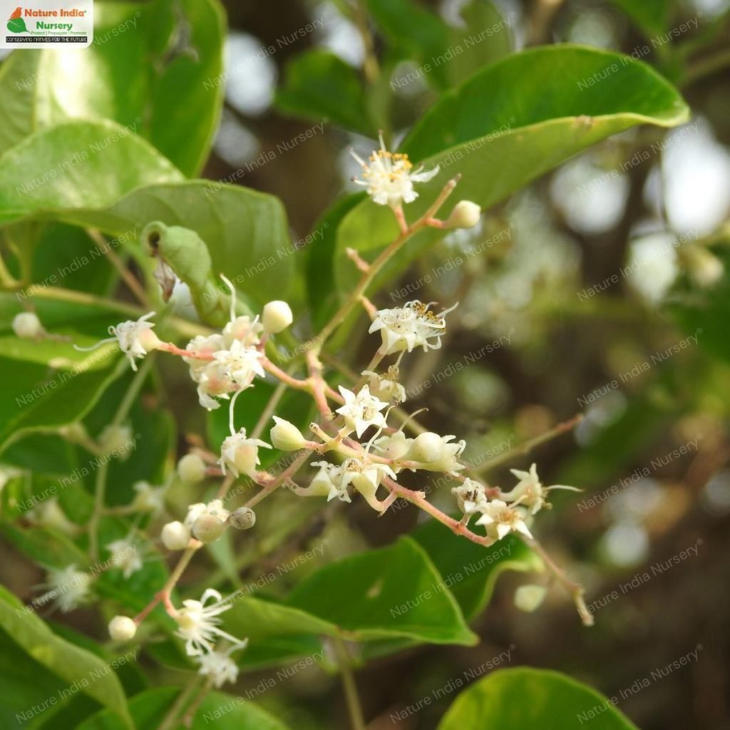 Buy Lagerstroemia microcarpa Plant in Bulk Online - Nature India Nursery