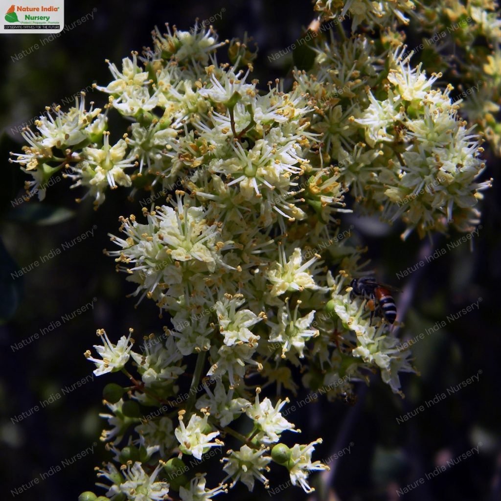 Buy Lawsonia inermis Plant in Bulk Online - Nature India Nursery