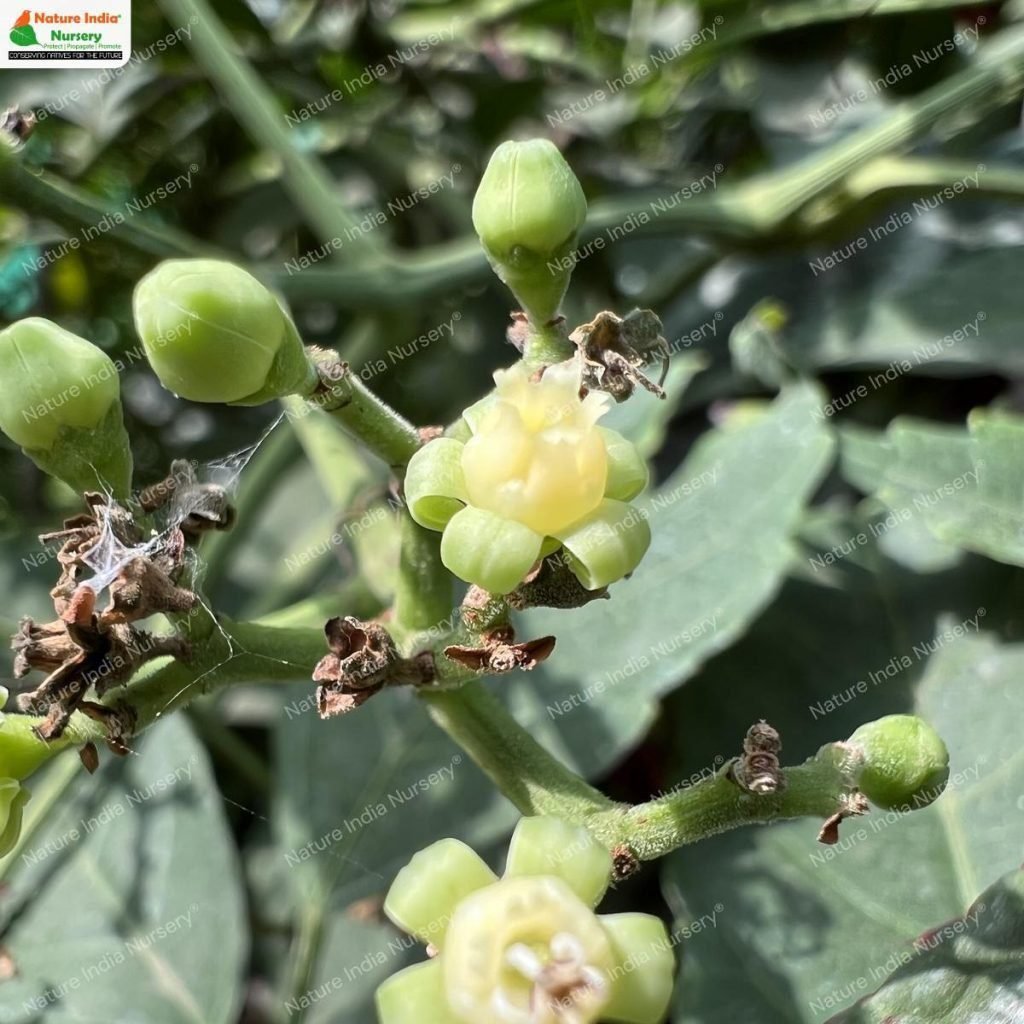 Buy Leea asiatica Plant in Bulk Online - Nature India Nursery