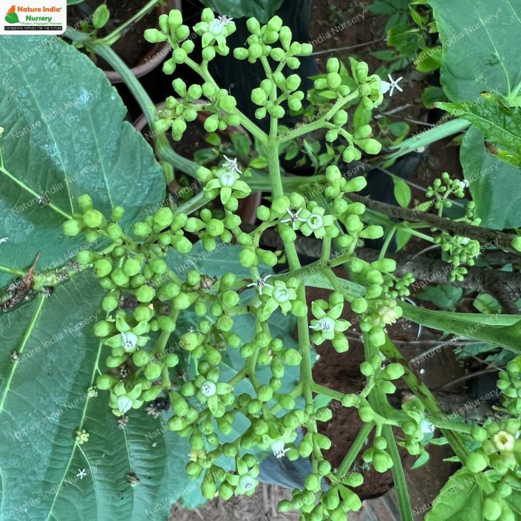 Buy Leea macrophylla Plant in Bulk Online - Nature India Nursery