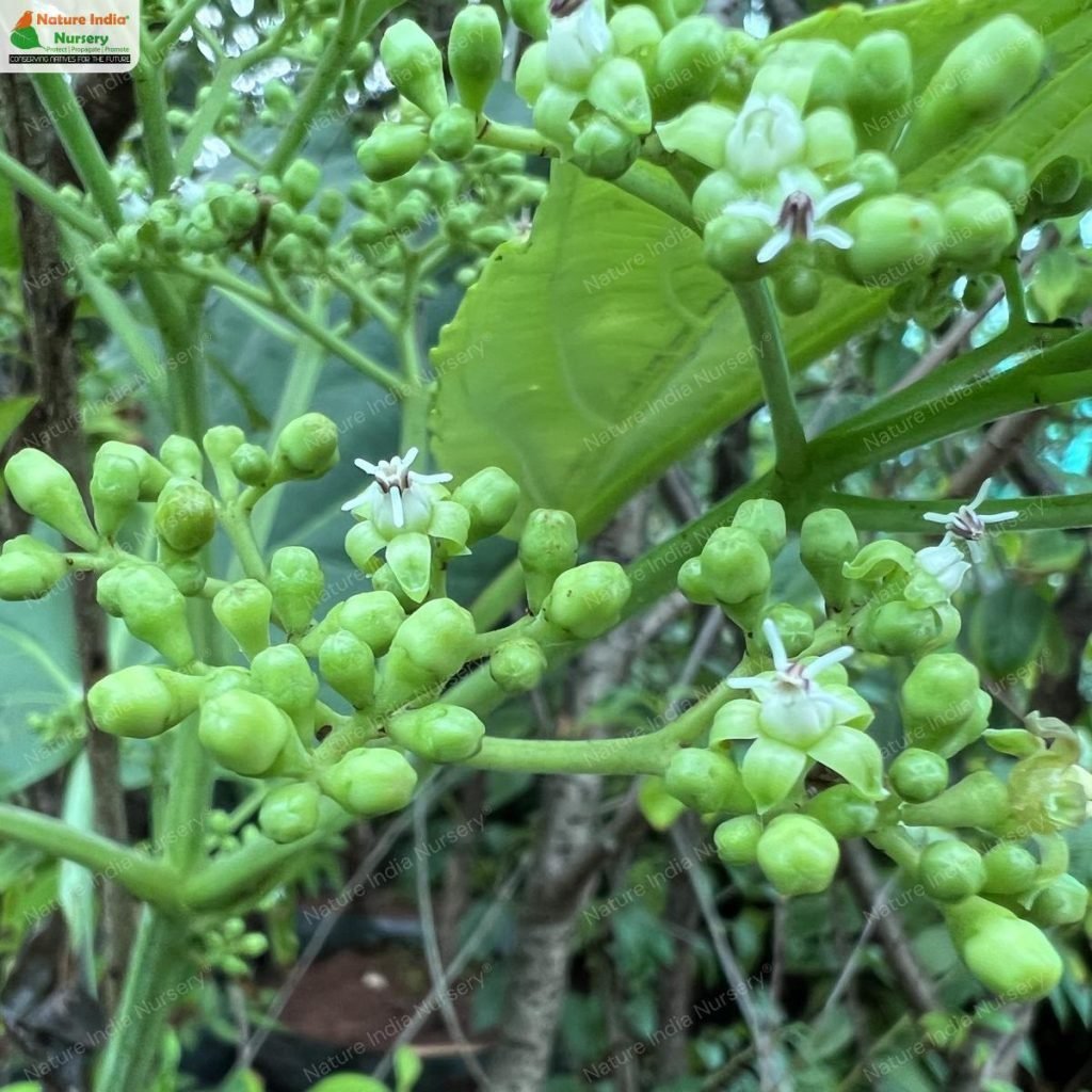 Buy Leea macrophylla Plant in Bulk Online - Nature India Nursery