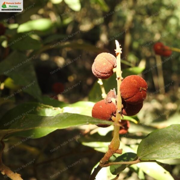 Buy Mallotus philippensis Plant in Bulk Online - Nature India Nursery