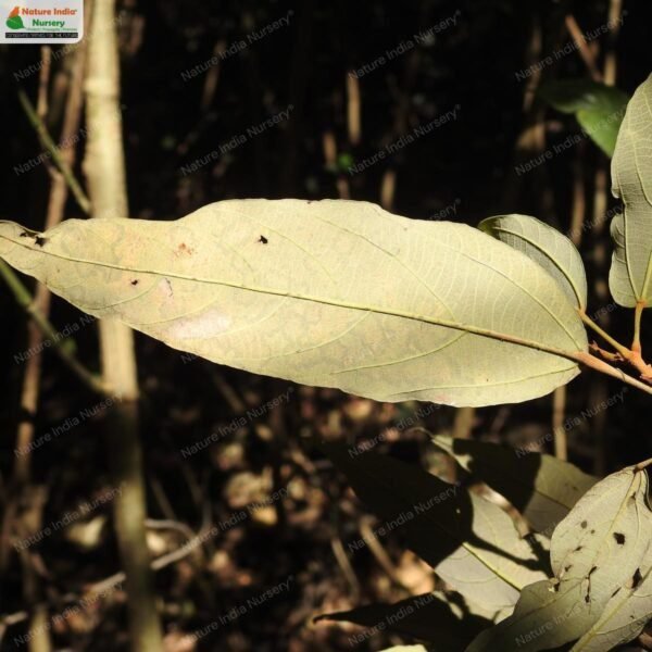 Buy Mallotus philippensis Plant in Bulk Online - Nature India Nursery
