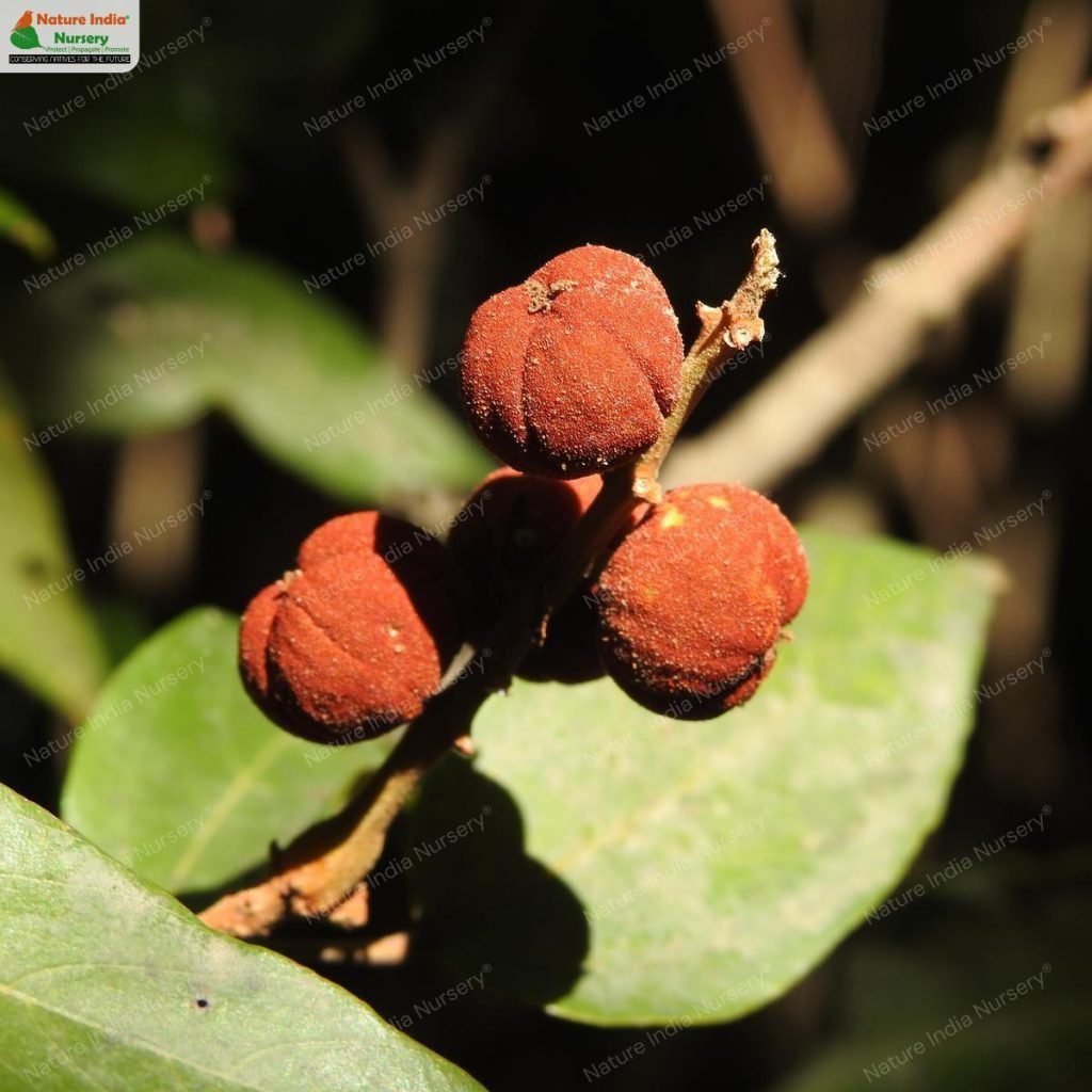 Buy Mallotus philippensis Plant in Bulk Online - Nature India Nursery