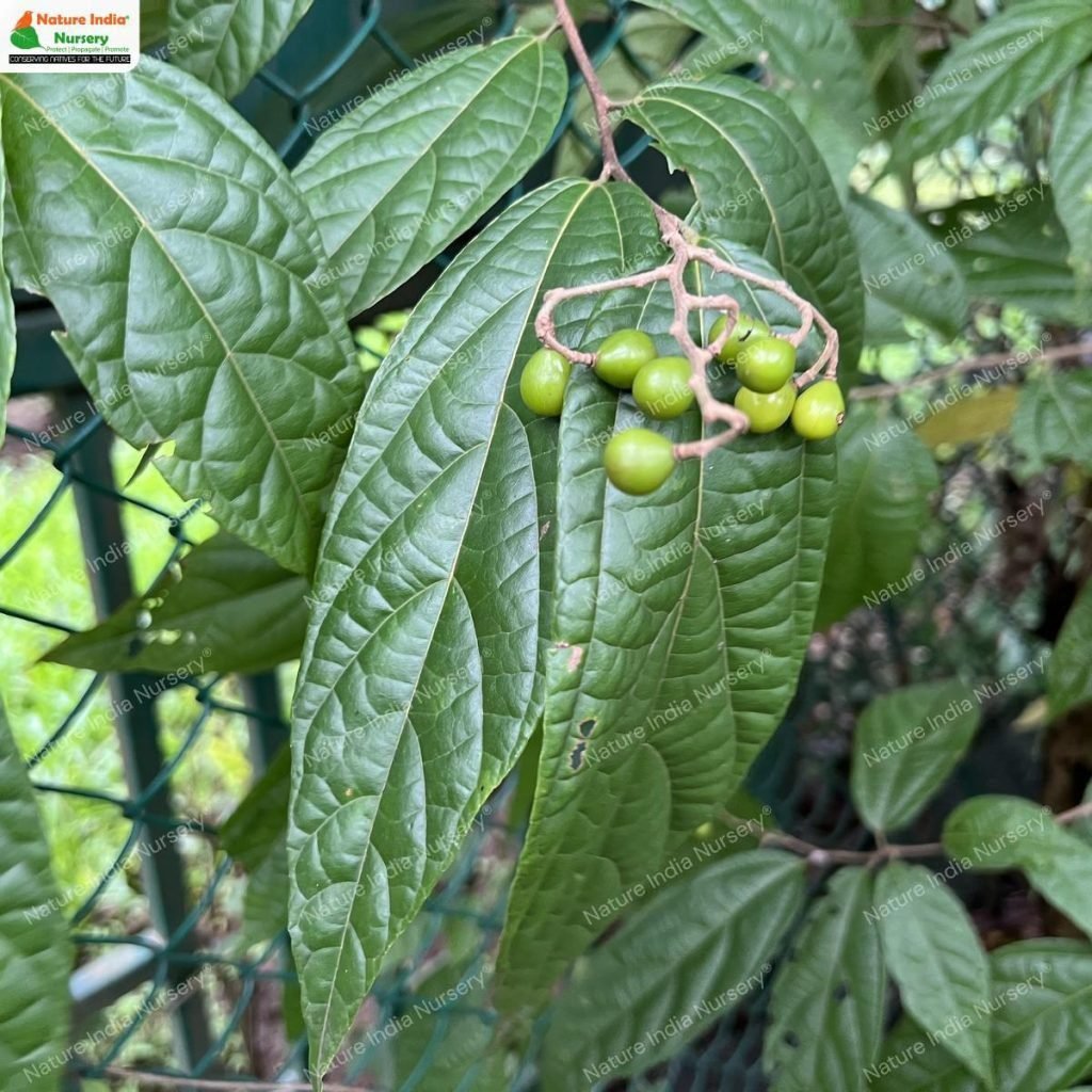 Buy Microcos paniculata Plant in Bulk Online - Nature India Nursery