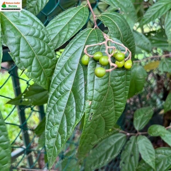 Buy Microcos paniculata Plant in Bulk Online - Nature India Nursery