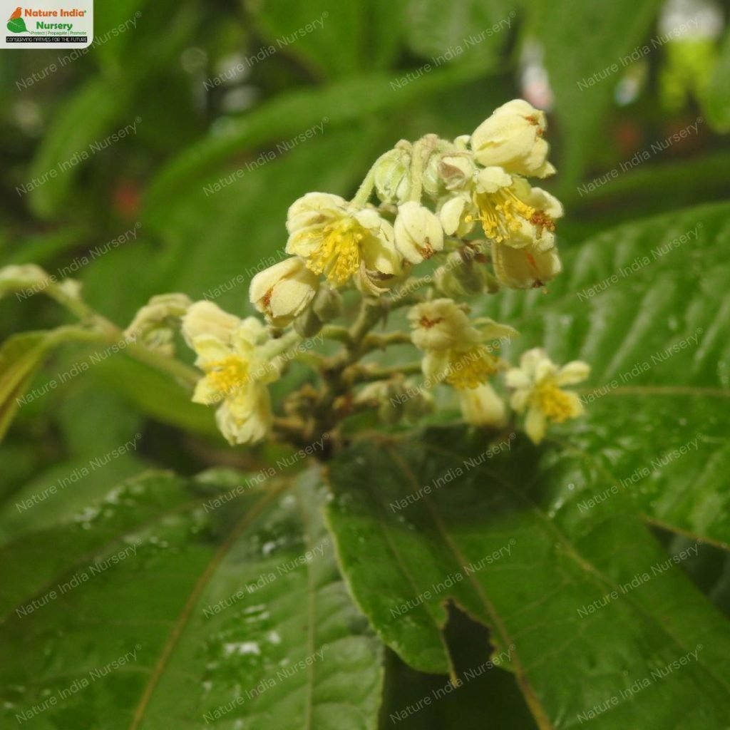 Buy Microcos paniculata Plant in Bulk Online - Nature India Nursery