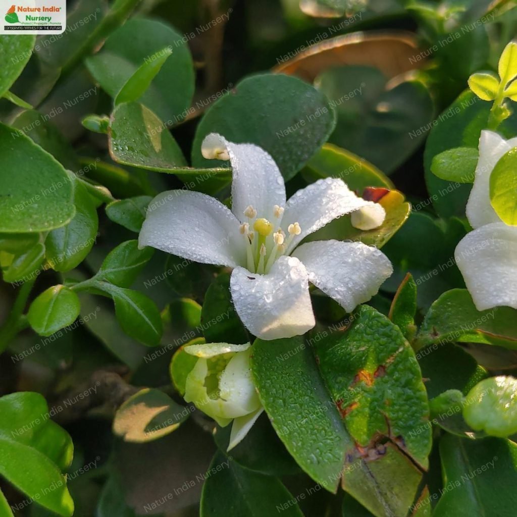 Buy Murraya paniculata Plant in Bulk Online - Nature India Nursery
