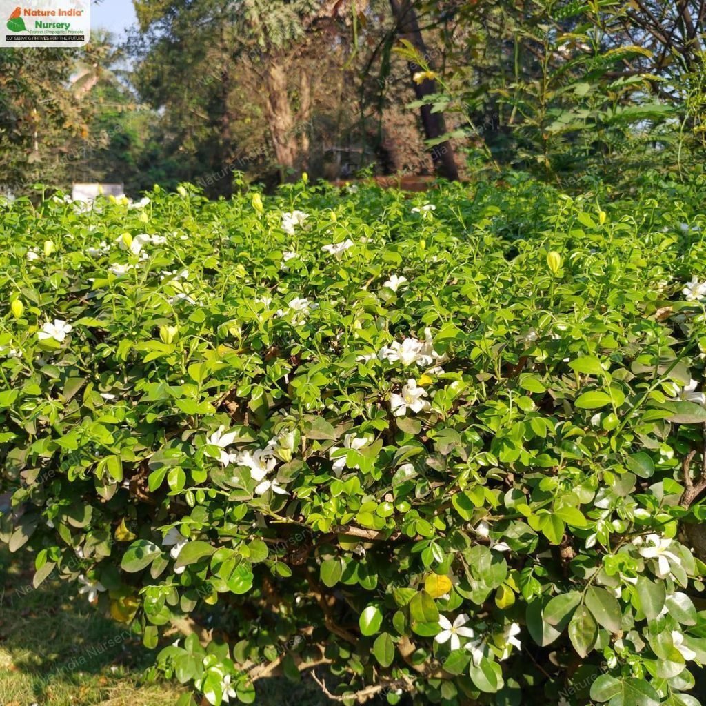 Buy Murraya paniculata Plant in Bulk Online - Nature India Nursery