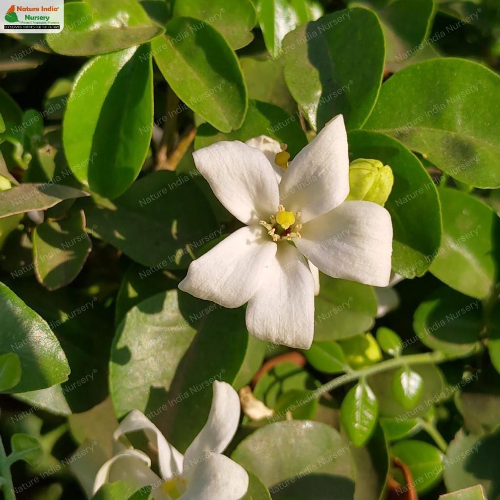 Buy Murraya paniculata Plant in Bulk Online - Nature India Nursery
