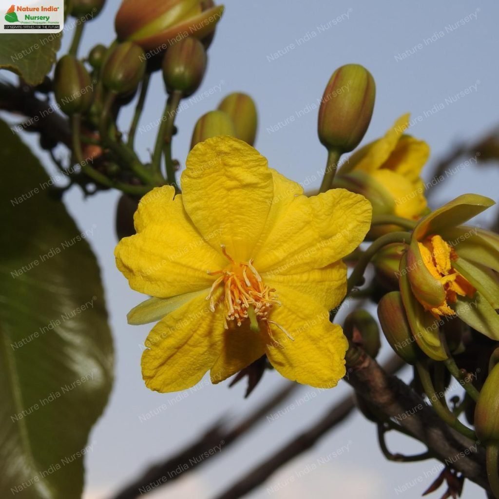 Buy Ochna obtusata Plant in Bulk Online - Nature India Nursery