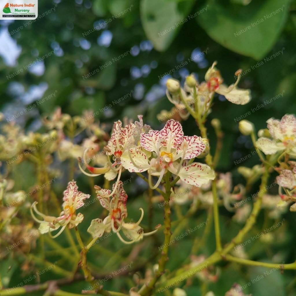 Buy Phanera roxburghiana Plant in Bulk Online - Nature India Nursery