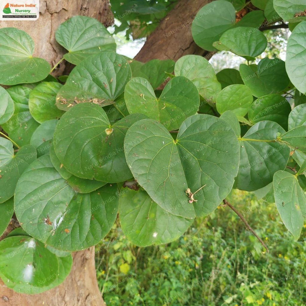Buy Phanera roxburghiana Plant in Bulk Online - Nature India Nursery