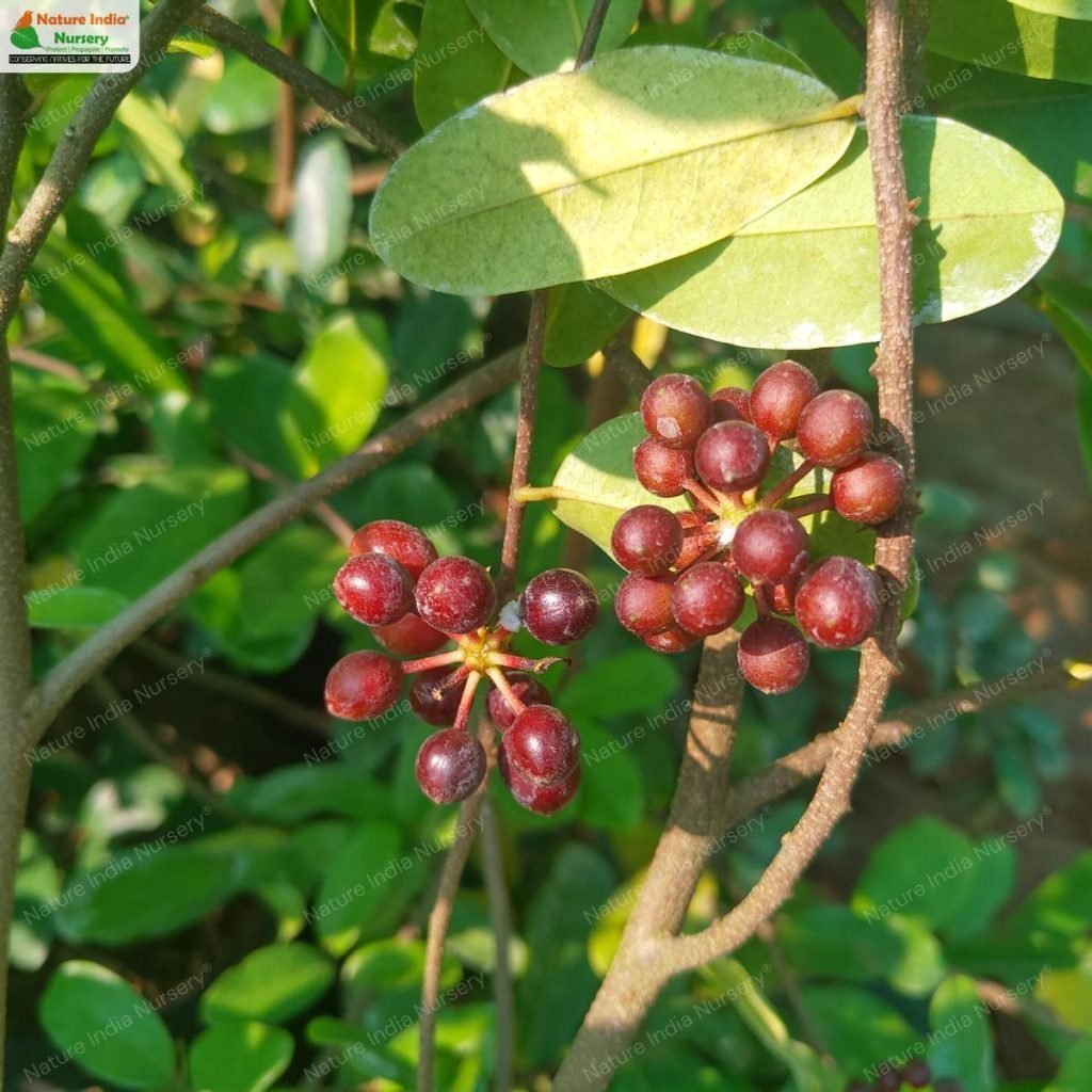 Buy Polyalthia suberosa Plant in Bulk Online - Nature India Nursery