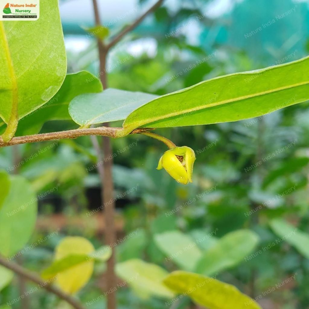 Buy Polyalthia suberosa Plant in Bulk Online - Nature India Nursery