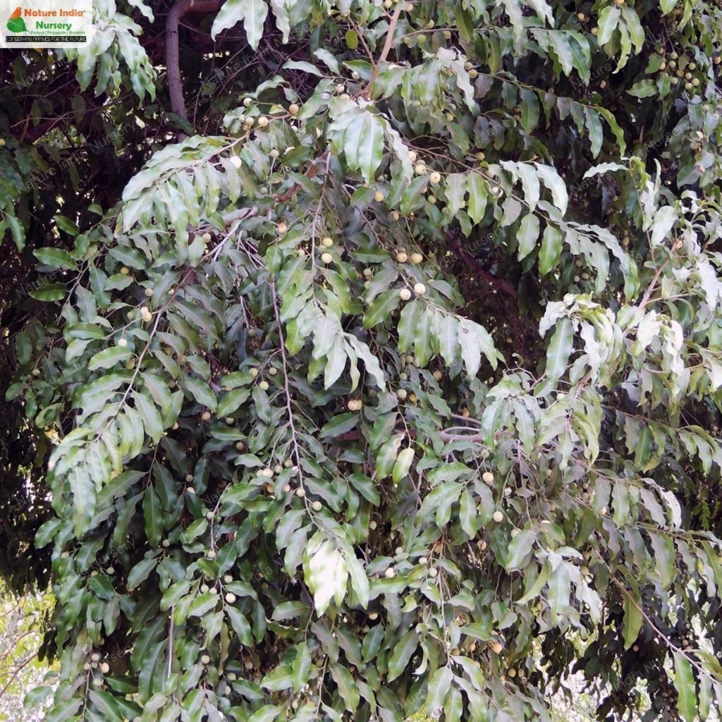 Buy Putranjiva roxburghii Plant in Bulk Online - Nature India Nursery