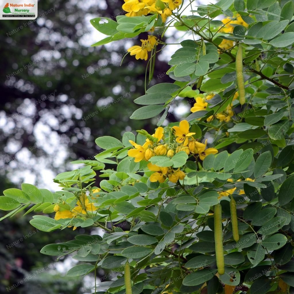 Buy Senna surattensis Plant in Bulk Online - Nature India Nursery