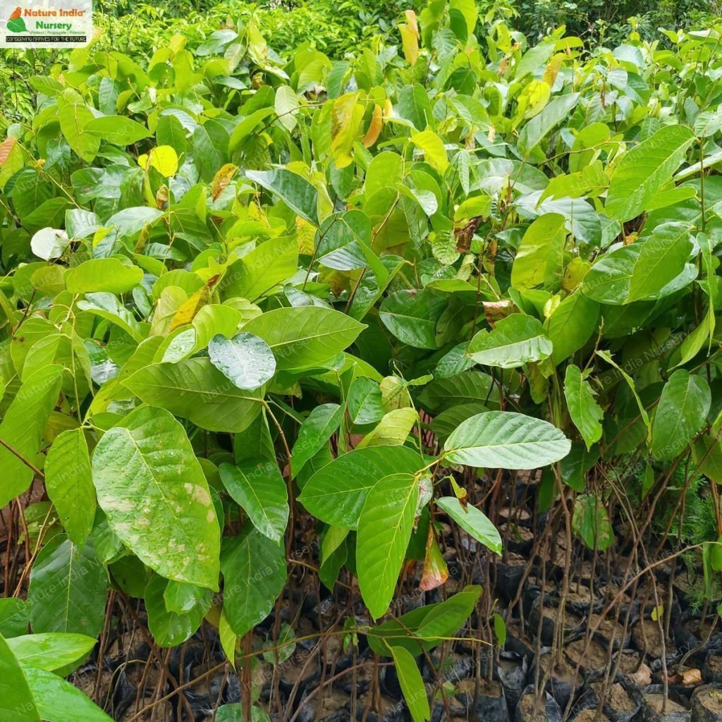 Buy Shorea robusta Plant in Bulk Online - Nature India Nursery