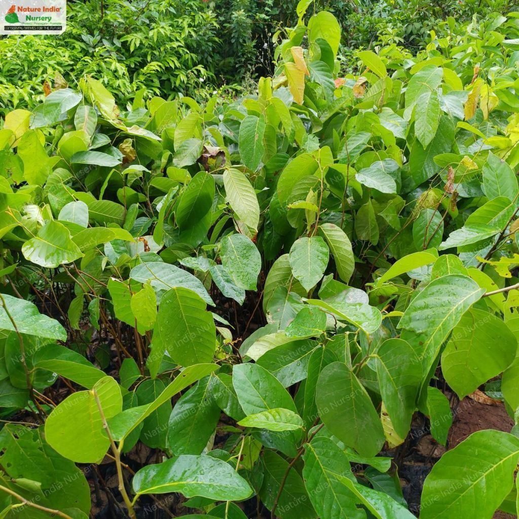 Buy Shorea robusta Plant in Bulk Online - Nature India Nursery