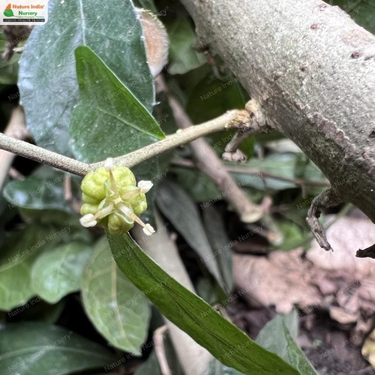 Buy Streblus asper Plant in Bulk Online - Nature India Nursery
