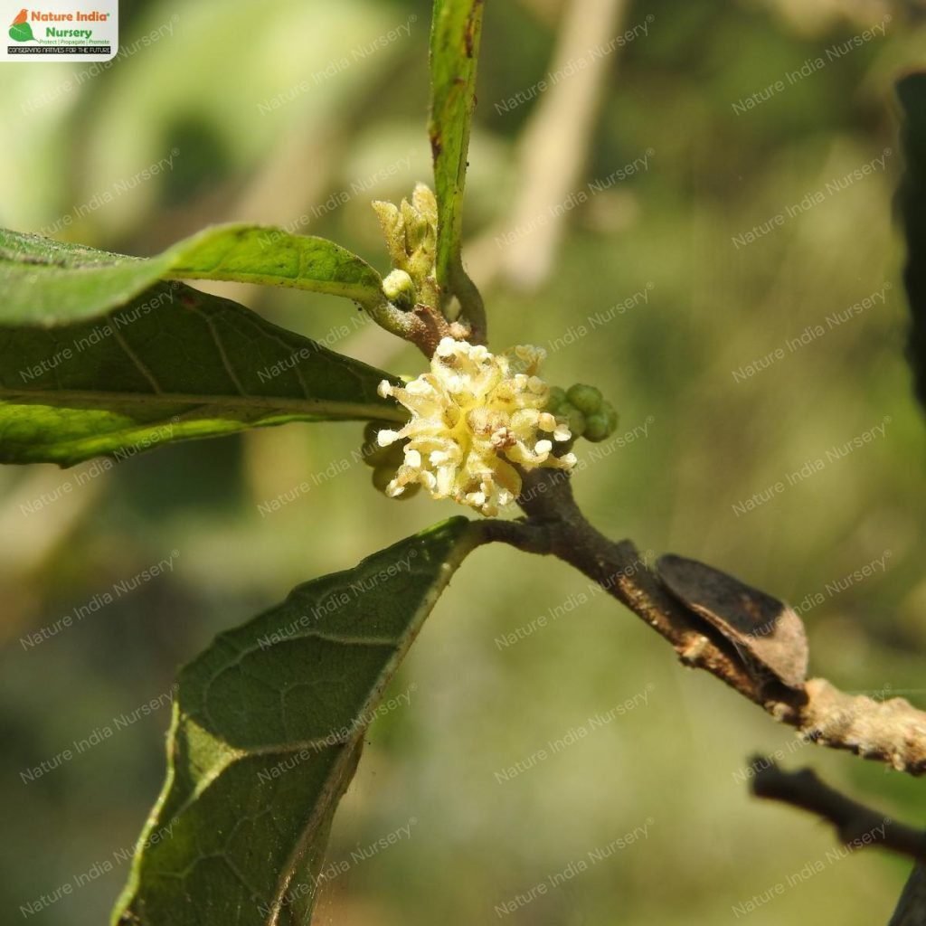 Buy Streblus asper Plant in Bulk Online - Nature India Nursery