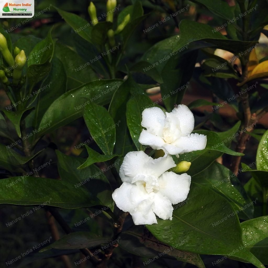 Buy Tabernaemontana divaricata Plant in Bulk Online - Nature India Nursery