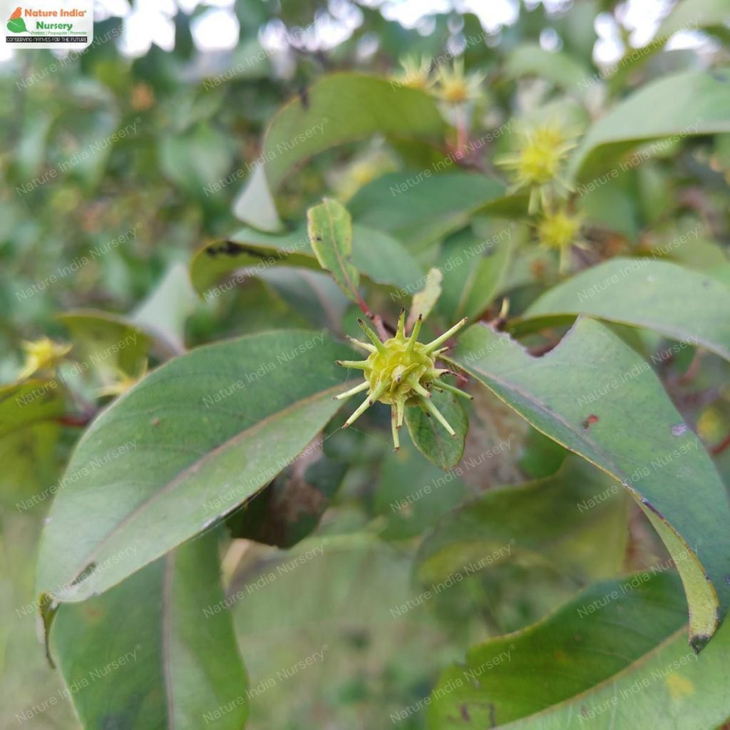 Buy Terminalia anogeissiana Plant in Bulk Online - Nature India Nursery
