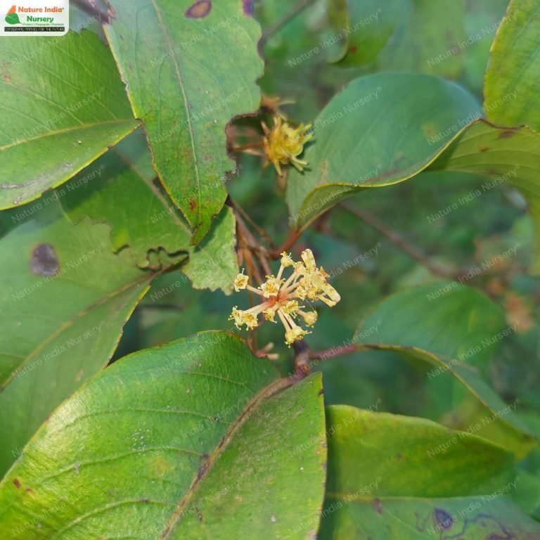 Buy Terminalia anogeissiana Plant in Bulk Online - Nature India Nursery