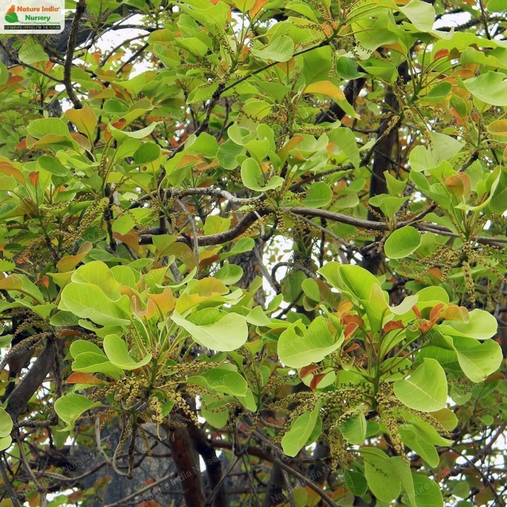 Buy Terminalia bellirica Plant in Bulk Online - Nature India Nursery