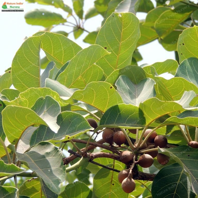 Buy Terminalia bellirica Plant in Bulk Online - Nature India Nursery