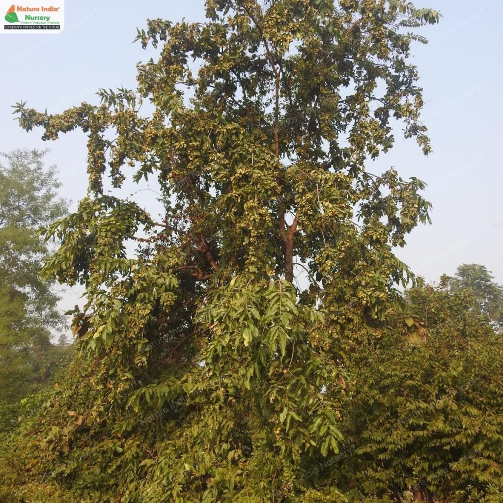 Buy Terminalia elliptica Plant in Bulk Online - Nature India Nursery